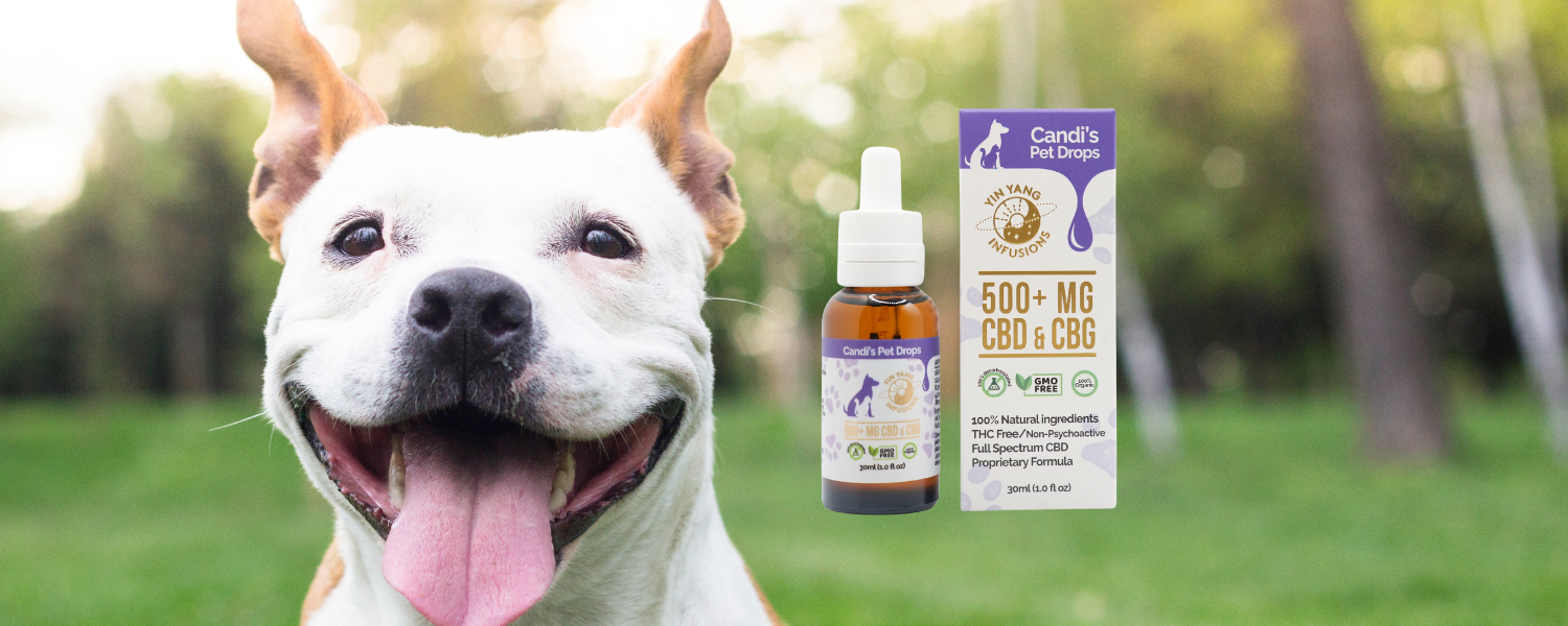 CBG for Dogs- Dosage, Information and FAQ - Yin Yang Infusions