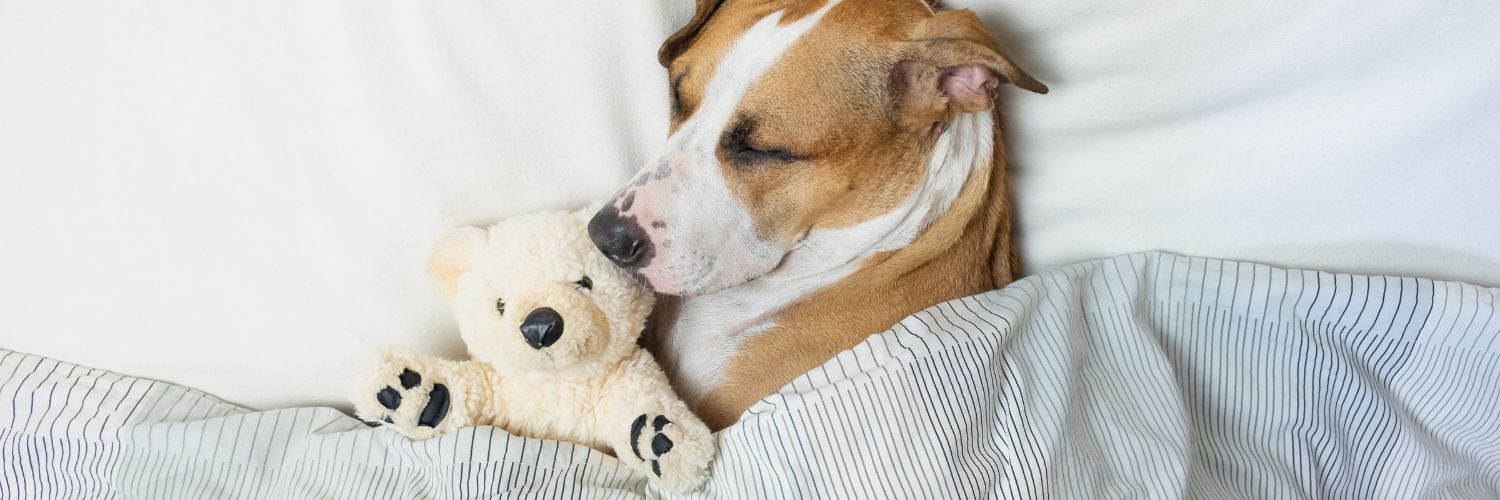 What Are the Benefits of CBD/CBN for Dogs? - Yin Yang Infusions