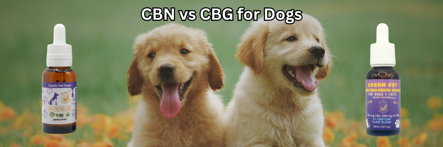 CBN vs. CBG for Dogs: Whats the difference? - Yin Yang Infusions