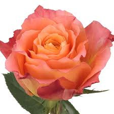 Free Spirit Rose