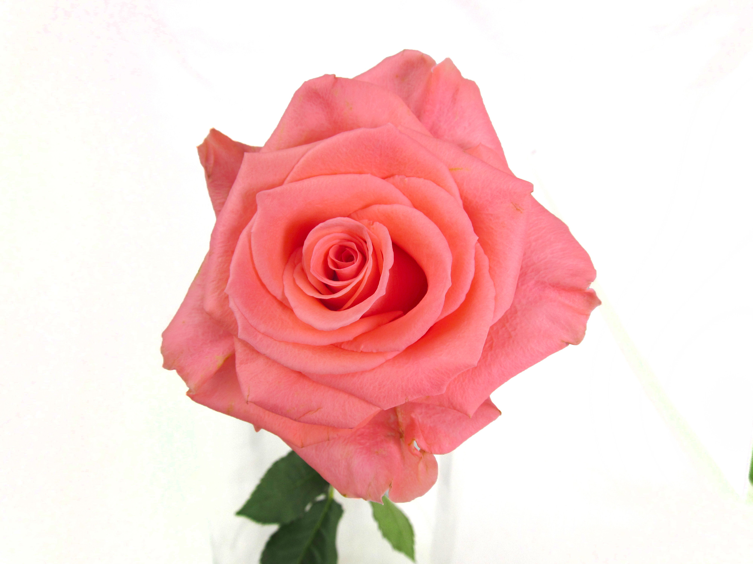 Free Spirit Rose