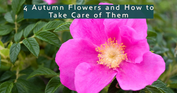 4 Autumn Flowers and How to Take Care of Them - Main Floral