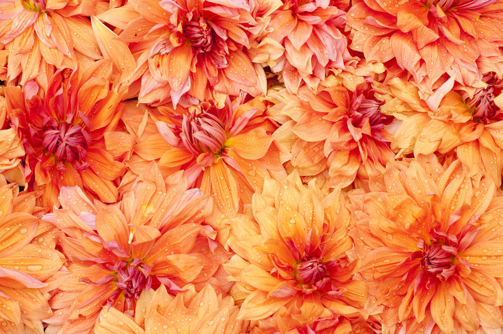 3 Essential Flower Care Tips to Always Follow - Main Floral