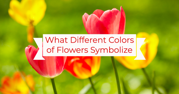 What Different Colors of Flowers Symbolize - Main Floral