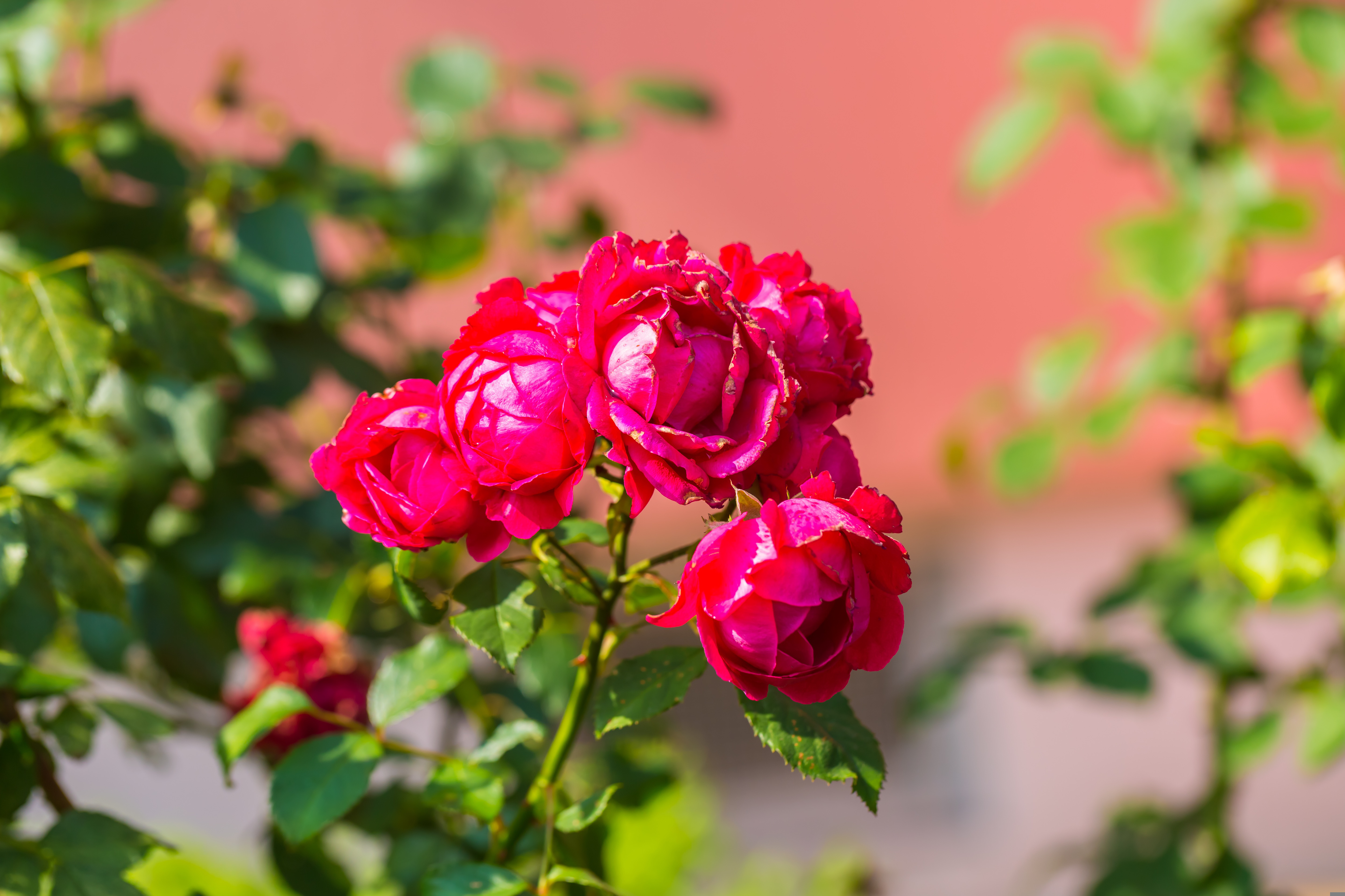 4 Tips for Taking Care of Roses - Main Floral