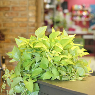 Neon Patos-Hanging Plant
