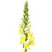 Yellow Snapdragon (10 Stem Bunch)