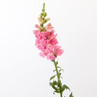 Pink Snapdragon (10 Stem Bunch)