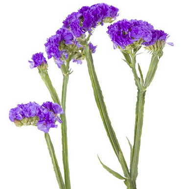 Purple Statice