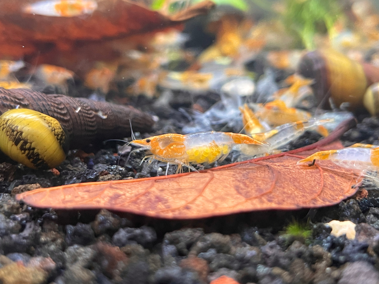 Orange Rili Shrimp - NEOCARIDINA DAVIDI - Jungle Aquashrimp