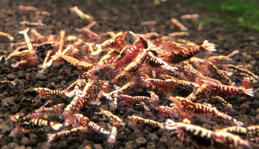 Red Galaxy Pinto Shrimp (S-SS Grade) - CARIDINA CANTONENSIS - Jungle ...