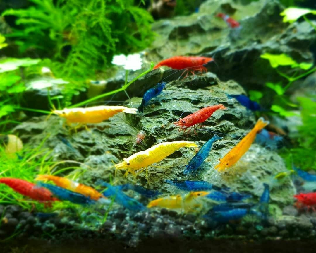 Mixed Color Neocaridina Shrimp - NEOCARIDINA DAVIDI - Jungle Aquashrimp