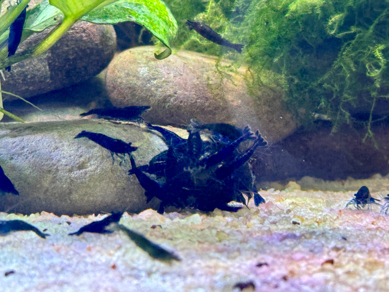 Blue Diamond Shrimp (Ocean Blue Shrimp) - NEOCARIDINA DAVIDI - Jungle ...