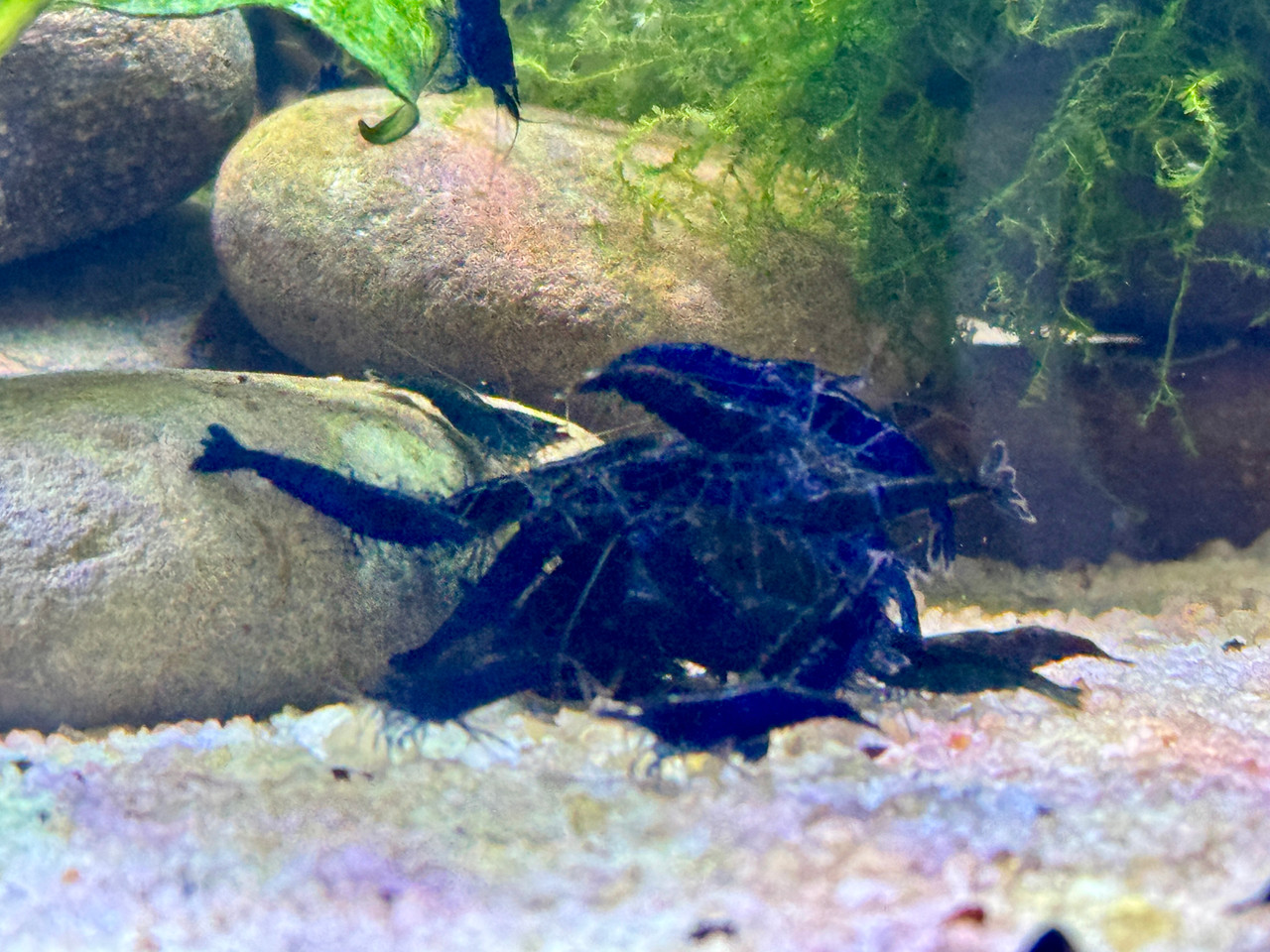 Blue Diamond Shrimp (Ocean Blue Shrimp) - NEOCARIDINA DAVIDI - Jungle ...