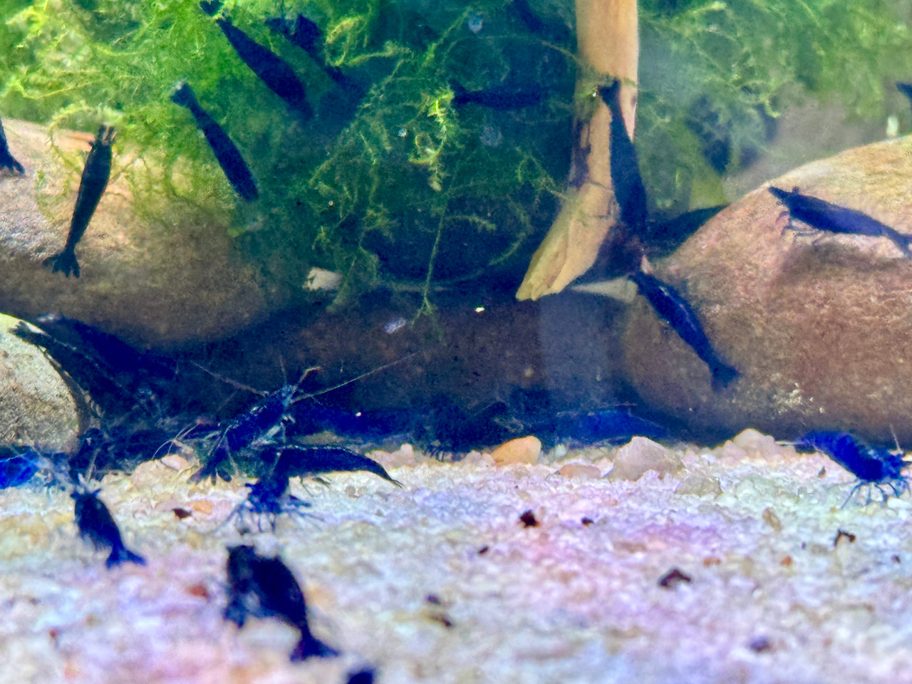 Blue Diamond Shrimp (Ocean Blue Shrimp) - NEOCARIDINA DAVIDI - Jungle ...