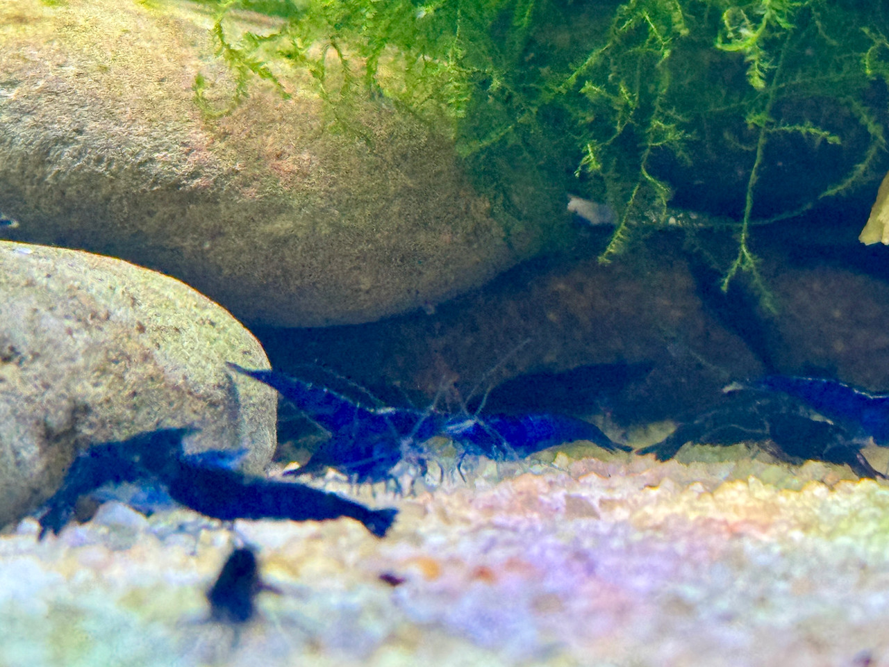 Blue Diamond Shrimp (Ocean Blue Shrimp) - NEOCARIDINA DAVIDI - Jungle ...