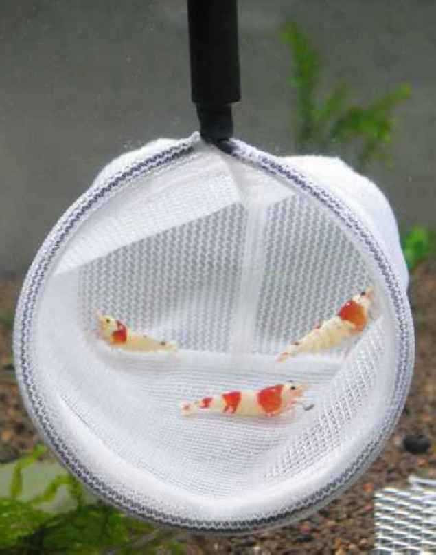 Aquarium Stainless Steel 3D Shrimp Net Extendable Handle - Jungle ...