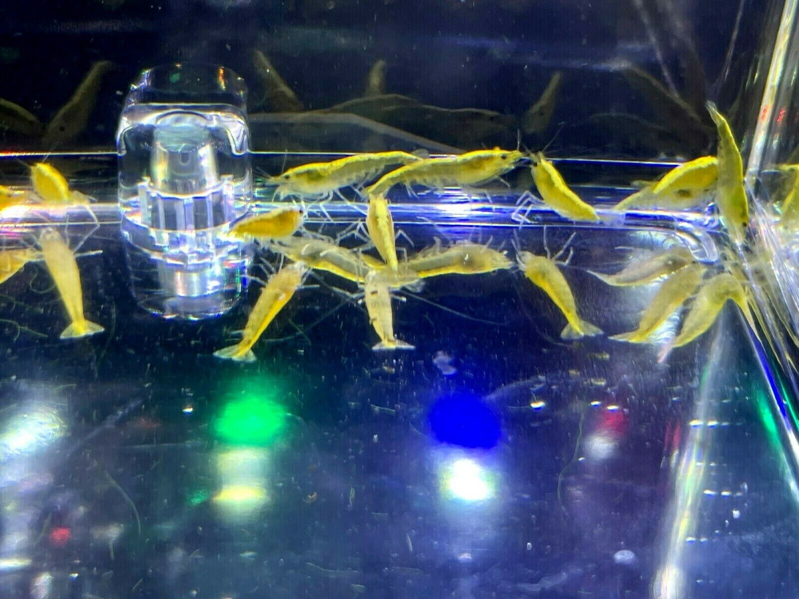 Golden Back Yellow Shrimp - NEOCARIDINA DAVIDI - Jungle Aquashrimp