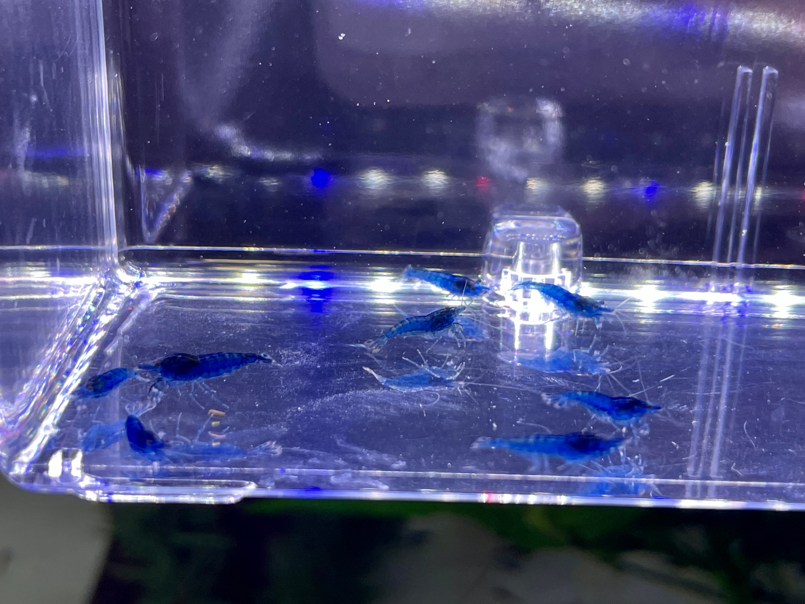 Mixed Color Neocaridina Shrimp - NEOCARIDINA DAVIDI - Jungle Aquashrimp