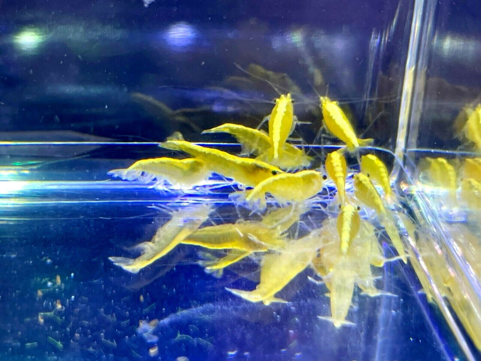Golden Back Yellow Shrimp - NEOCARIDINA DAVIDI - Jungle Aquashrimp