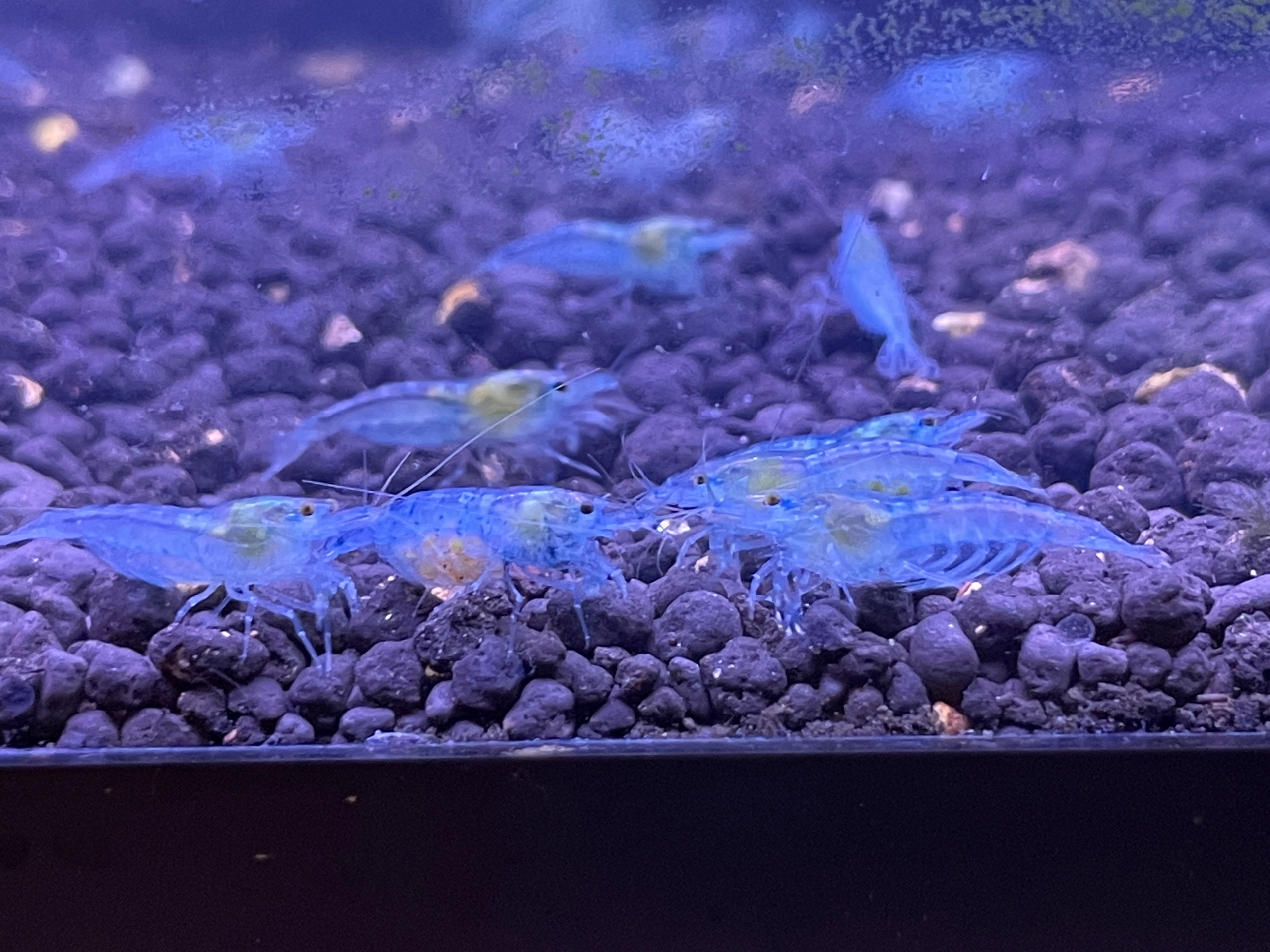 Mixed Color Neocaridina Shrimp - NEOCARIDINA DAVIDI - Jungle Aquashrimp