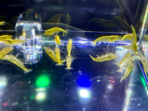 Golden Back Yellow Shrimp - NEOCARIDINA DAVIDI - Jungle Aquashrimp