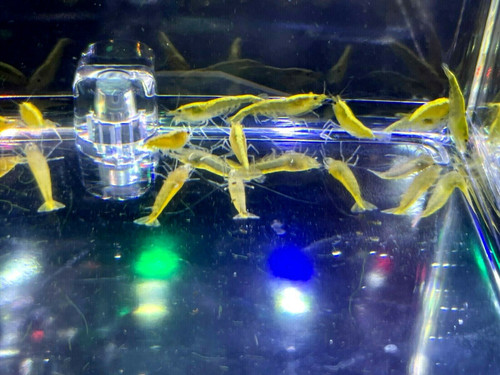 Golden Back Yellow Shrimp - NEOCARIDINA DAVIDI - Jungle Aquashrimp