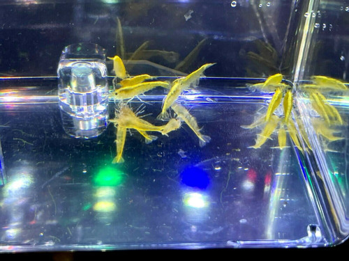 Golden Back Yellow Shrimp - NEOCARIDINA DAVIDI - Jungle Aquashrimp