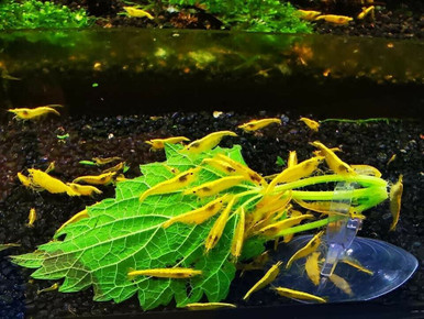 Golden Back Yellow Shrimp - NEOCARIDINA DAVIDI - Jungle Aquashrimp