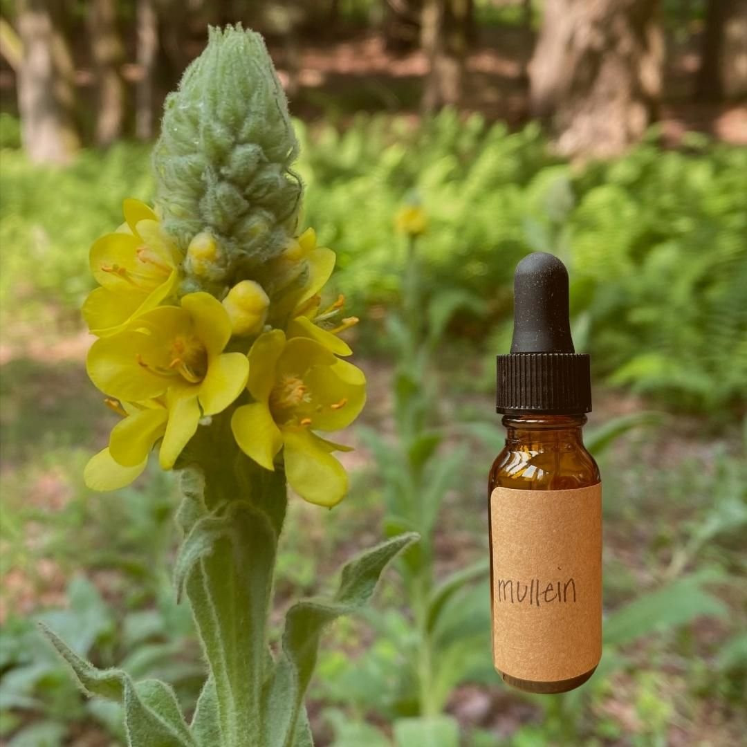 Mullein flower essence - Remedies Herb Shop