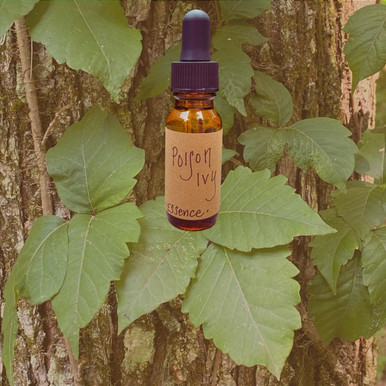 Poison Ivy flower essence - Remedies Herb Shop