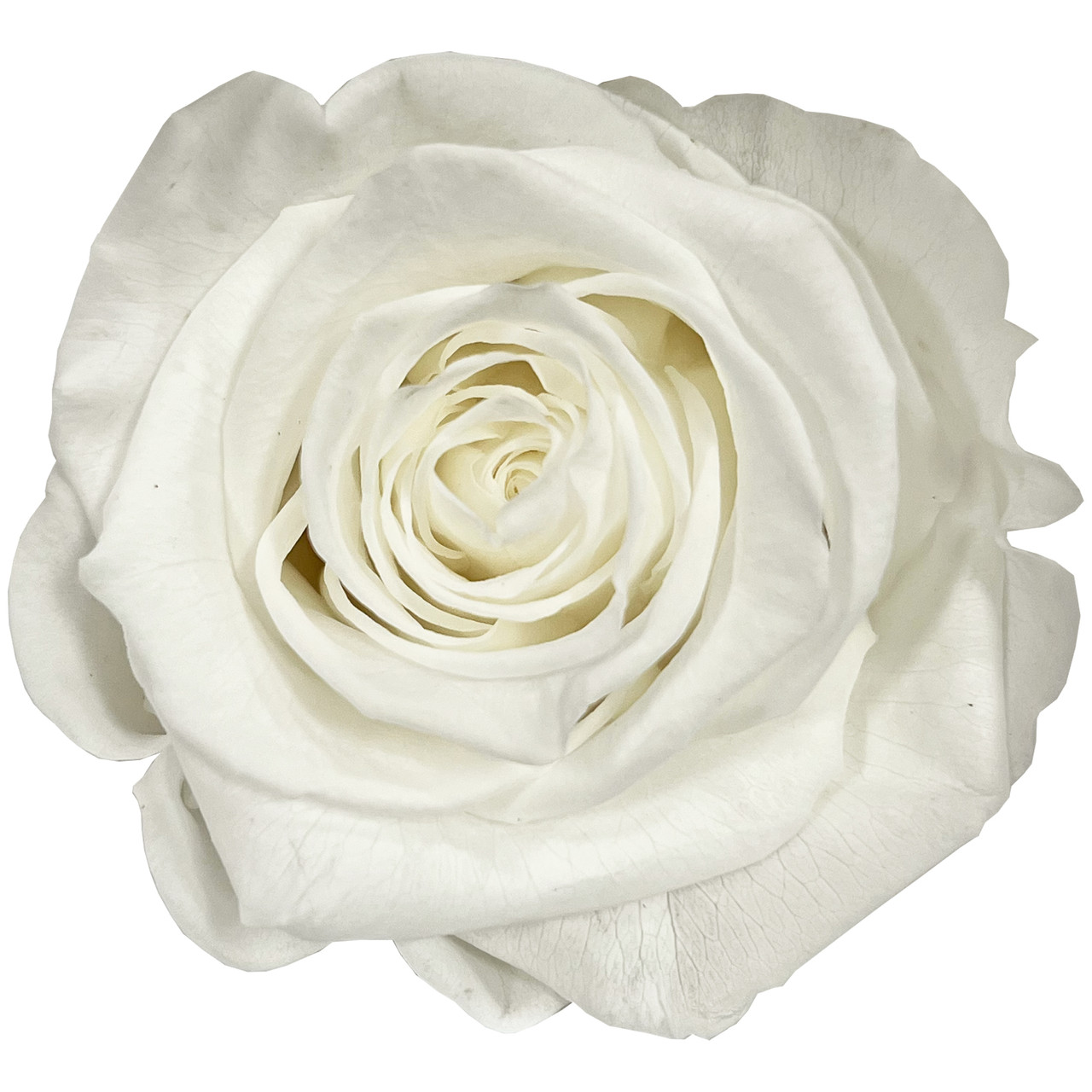 XL Premium Preserved Roses - Pure White - 6 Pack - LO Florist Supplies