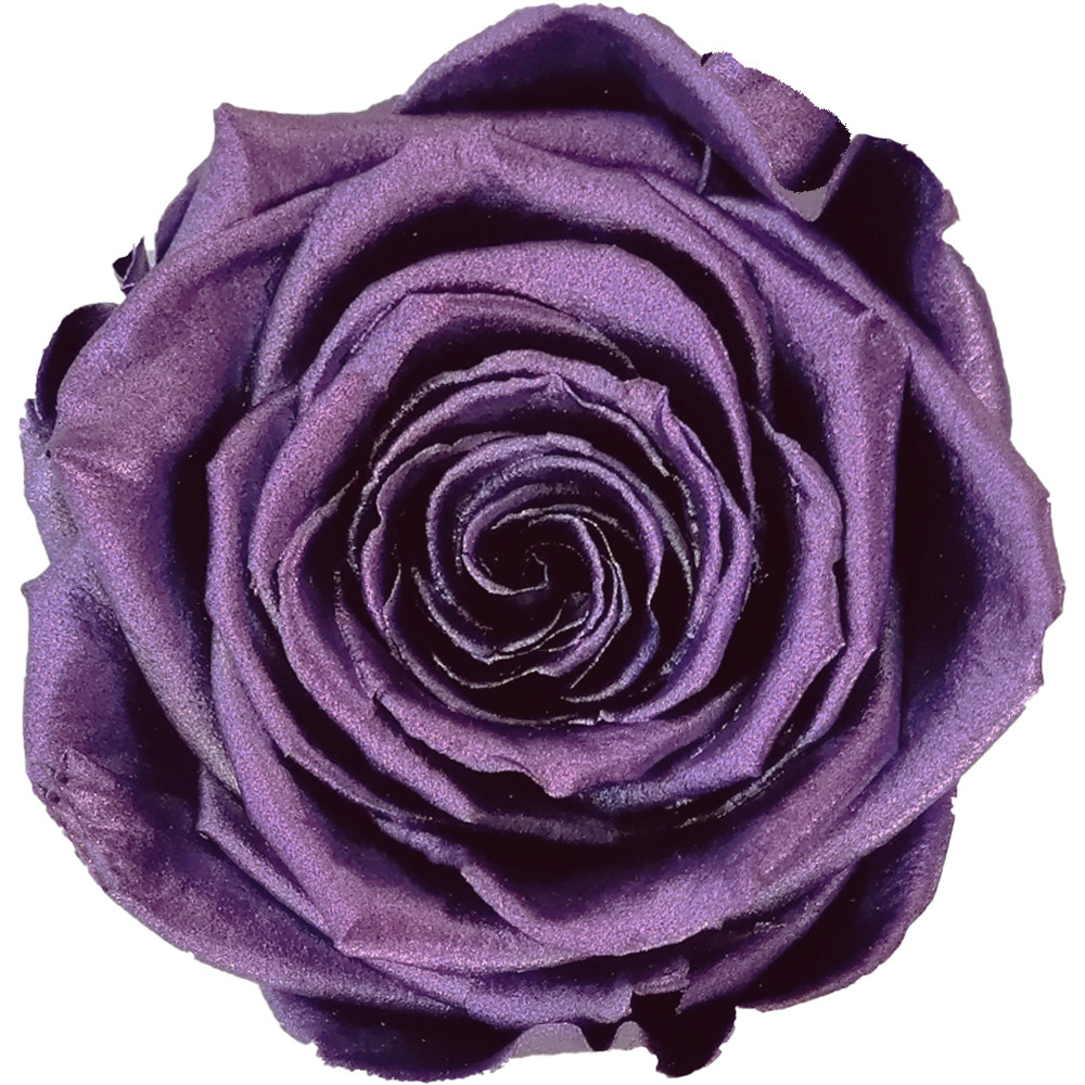 Preserved Roses - LO Florist Supplies