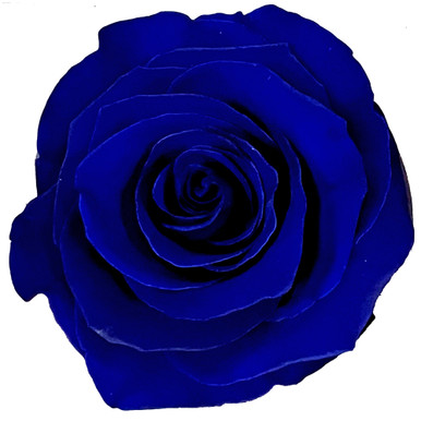 XL Premium Preserved Roses - Ocean Blue - 6 Pack - LO Florist Supplies