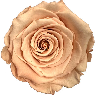 XL Premium Preserved Roses - Toffee - 6 Pack - LO Florist Supplies