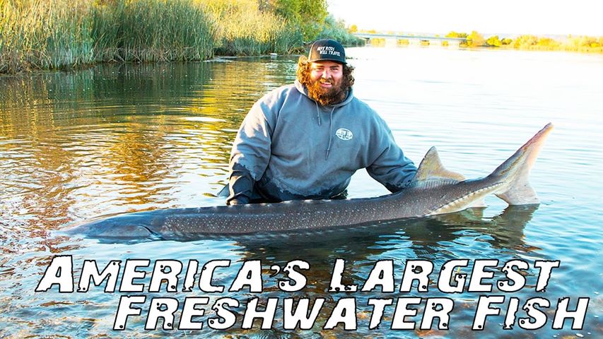 VIDEO: The Great White Sturgeon- America's Largest Freshwater Fish ...