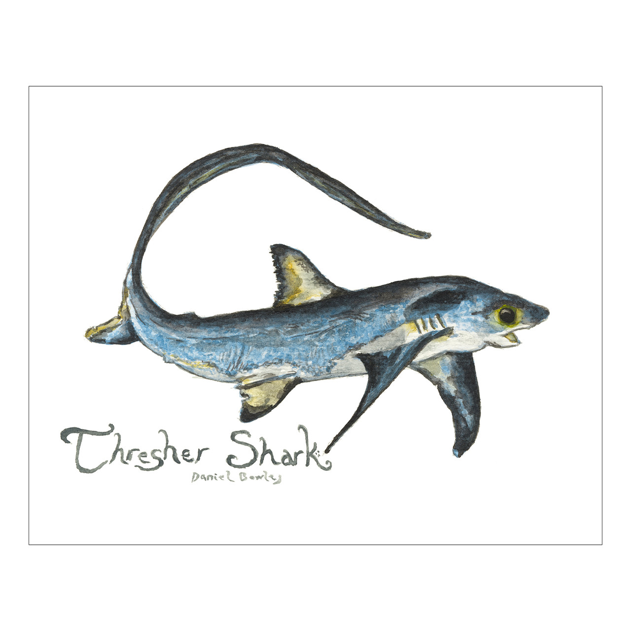 Thresher Shark Images