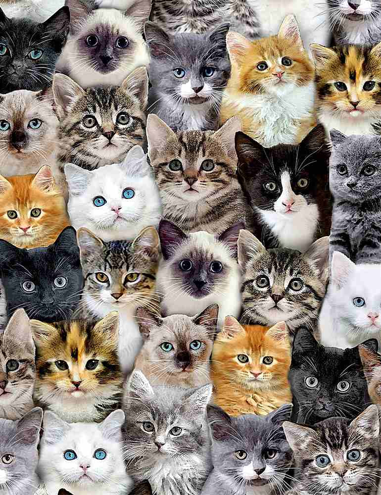 Cats Collage Wallpaper