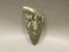 Cotham Marble Cabochon #23 - Barlows Gems