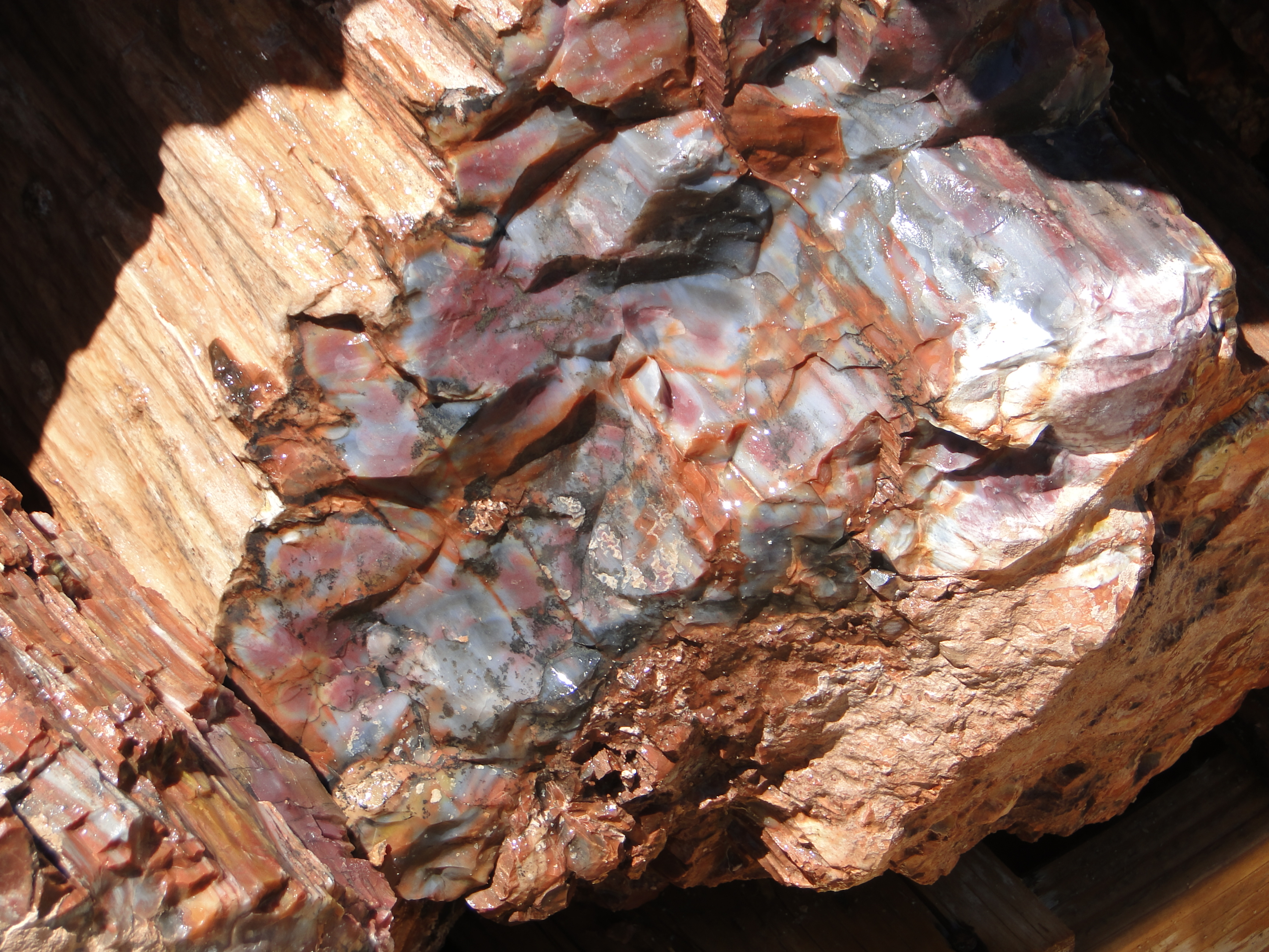 Petrified Fossils Are Mostly Formed Of