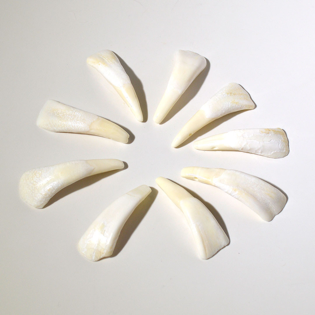 Water Buffalo Teeth