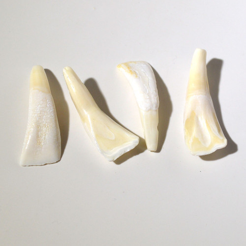 Water Buffalo Teeth