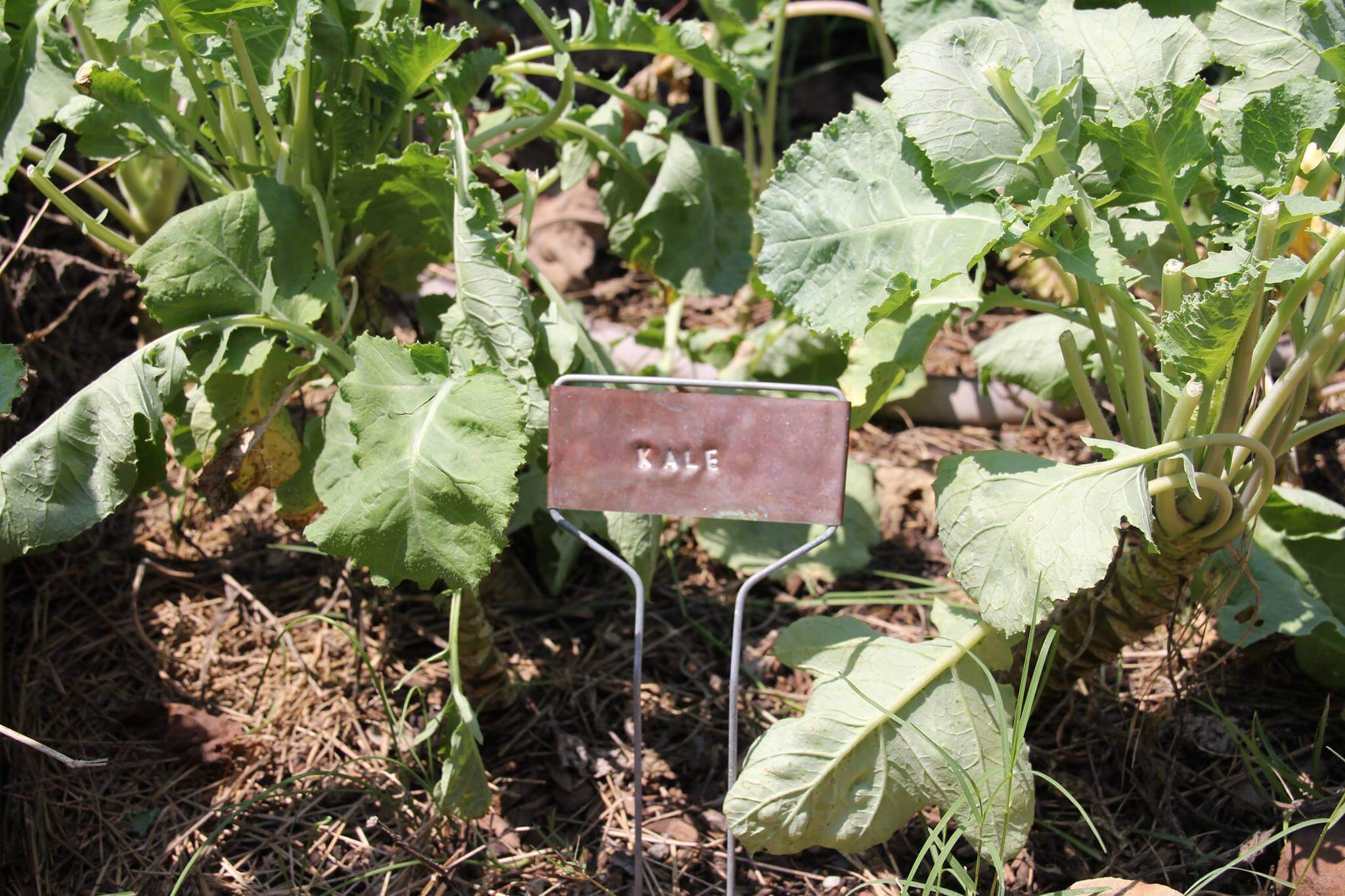 Copper Plant Markers using 10 mil Copper Sheeting
