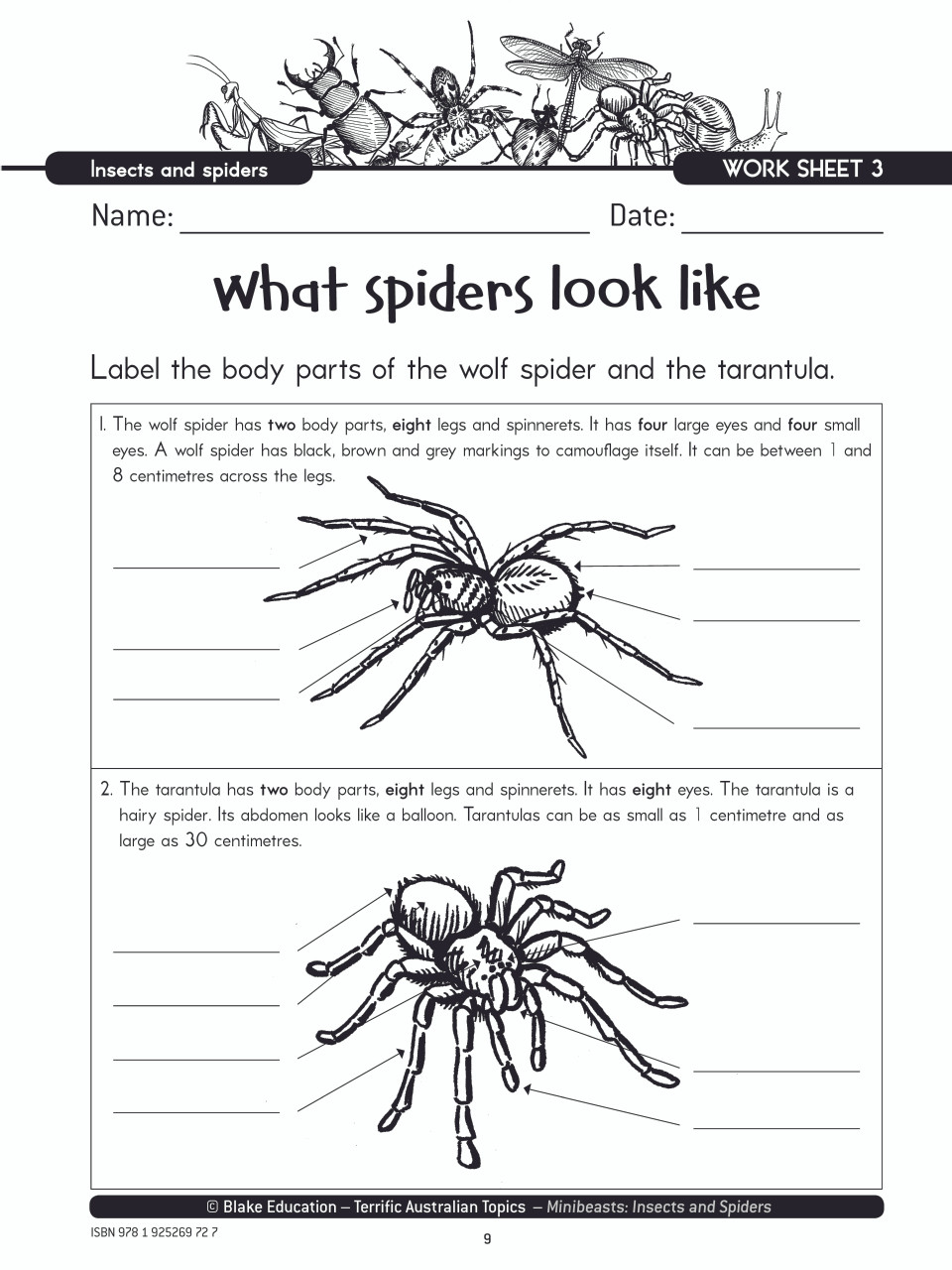 Terrific Australian Topics - Minibeasts: Insects and Spiders - LP ...