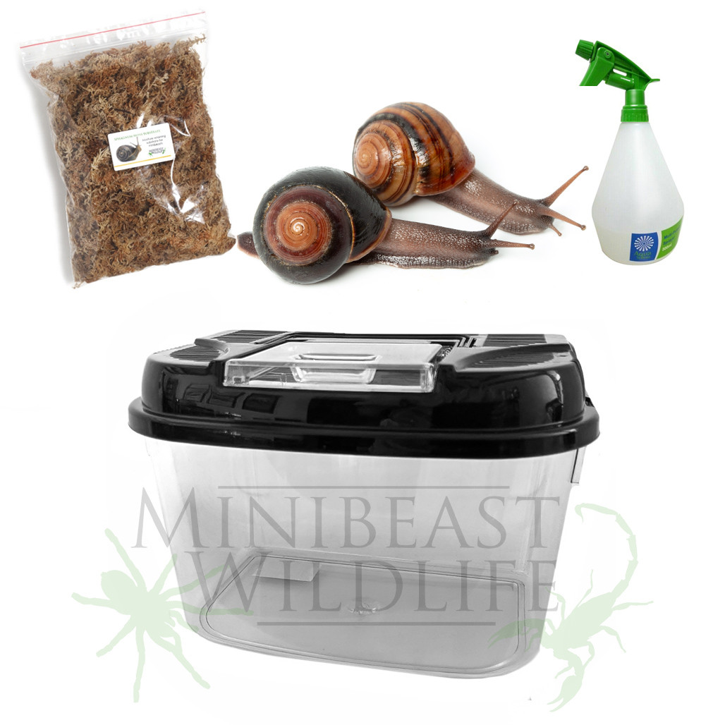Bundaberg Banded Snail (Figuladra vidulus) Kit - Minibeast Wildlife Bugshop