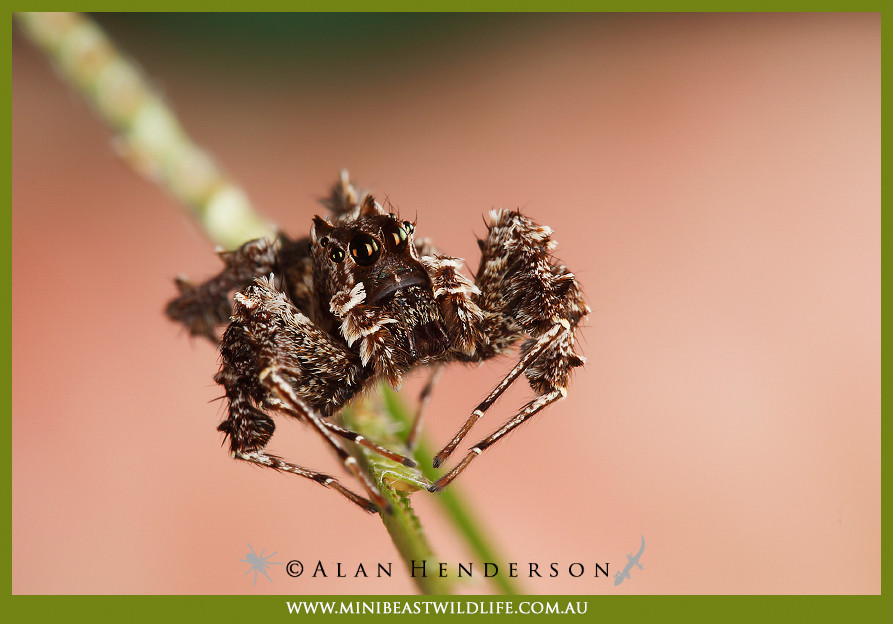 Fringed Jumping Spider (Portia fimbriata) - Minibeast Wildlife Bugshop