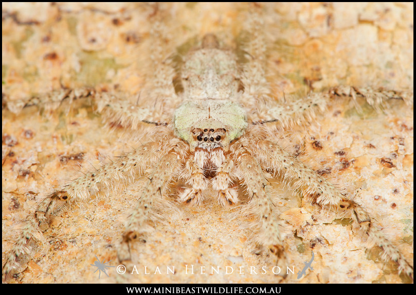 Lichen Huntsman (Pandercetes gracilis) - Minibeast Wildlife Bugshop