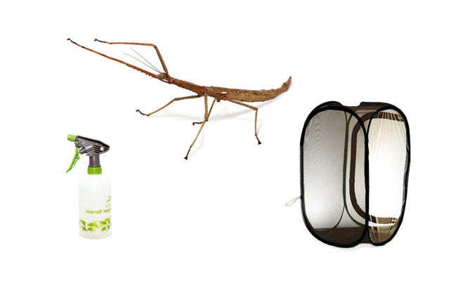Giant Northern Stick Insect Mini-kit (Acrophylla wuelfingi) - Minibeast ...