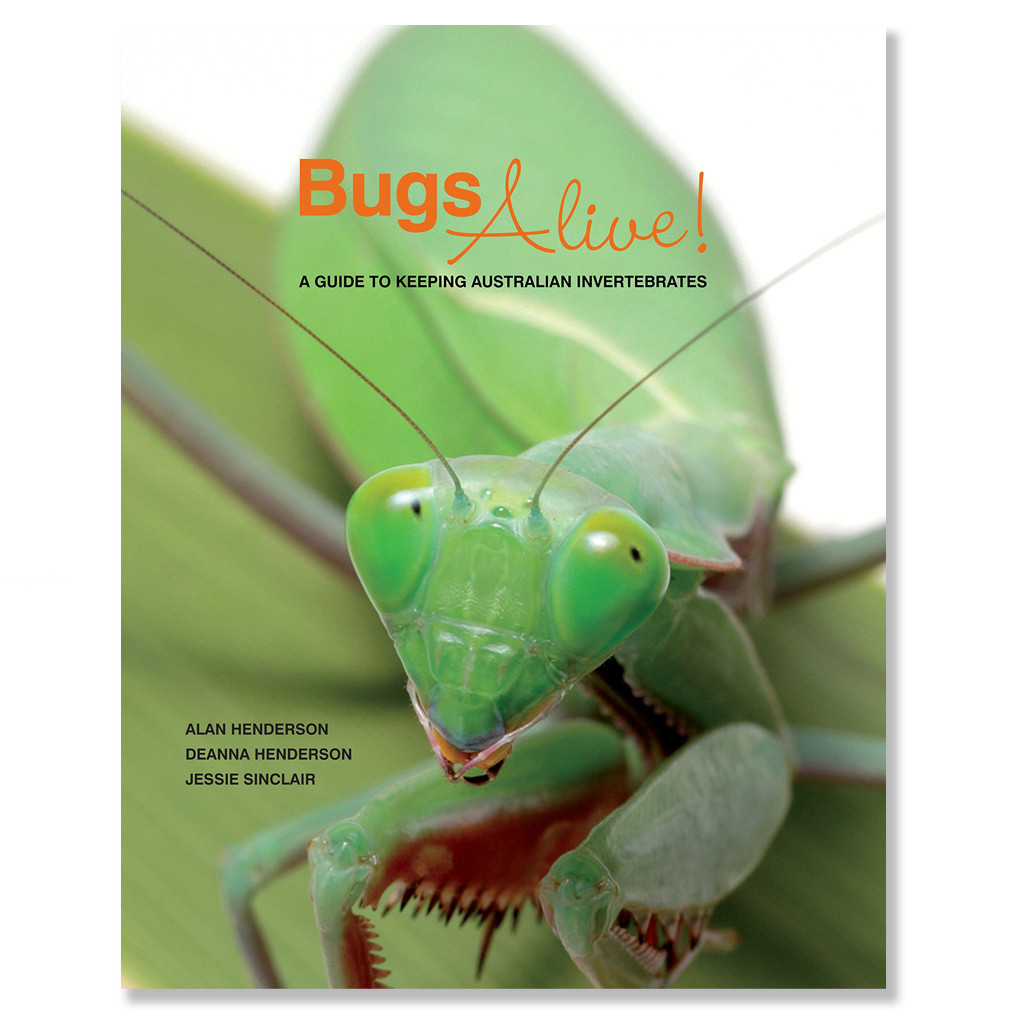 MALE Giant Rainforest Mantis (Hierodula majuscula) - Minibeast Wildlife ...