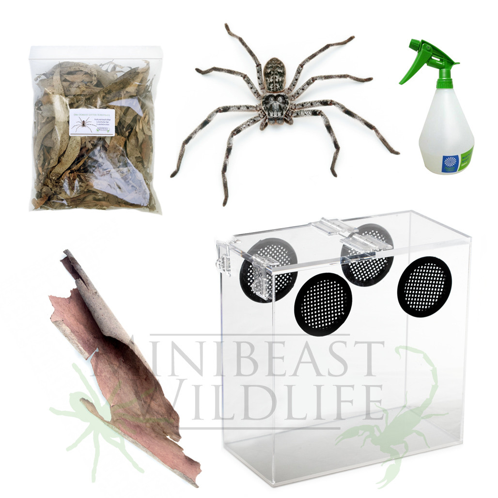 Huntsman Spider Deluxe Kit - Save 10% (Choose species) - Minibeast ...
